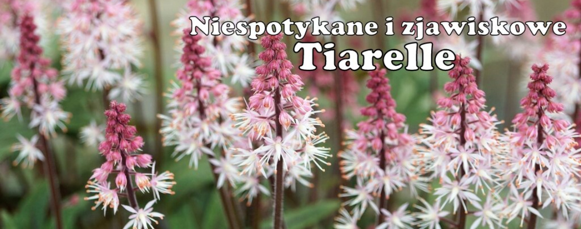 Szkółka Roślin Posadzone